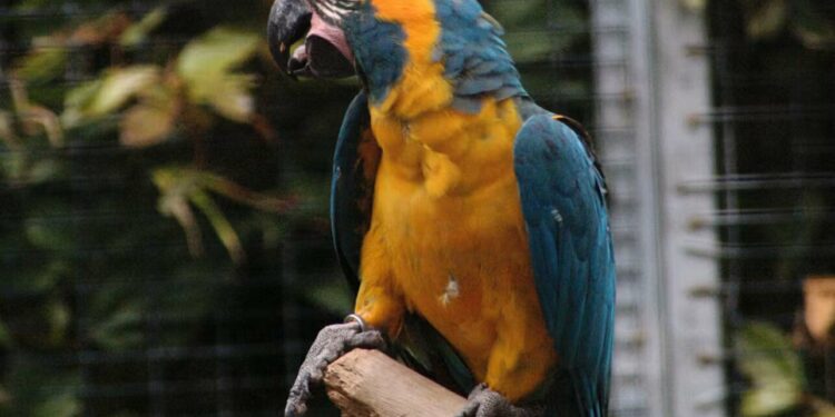 Repatrian desde Inglaterra cinco parabas barba azul, ave endémica de ...